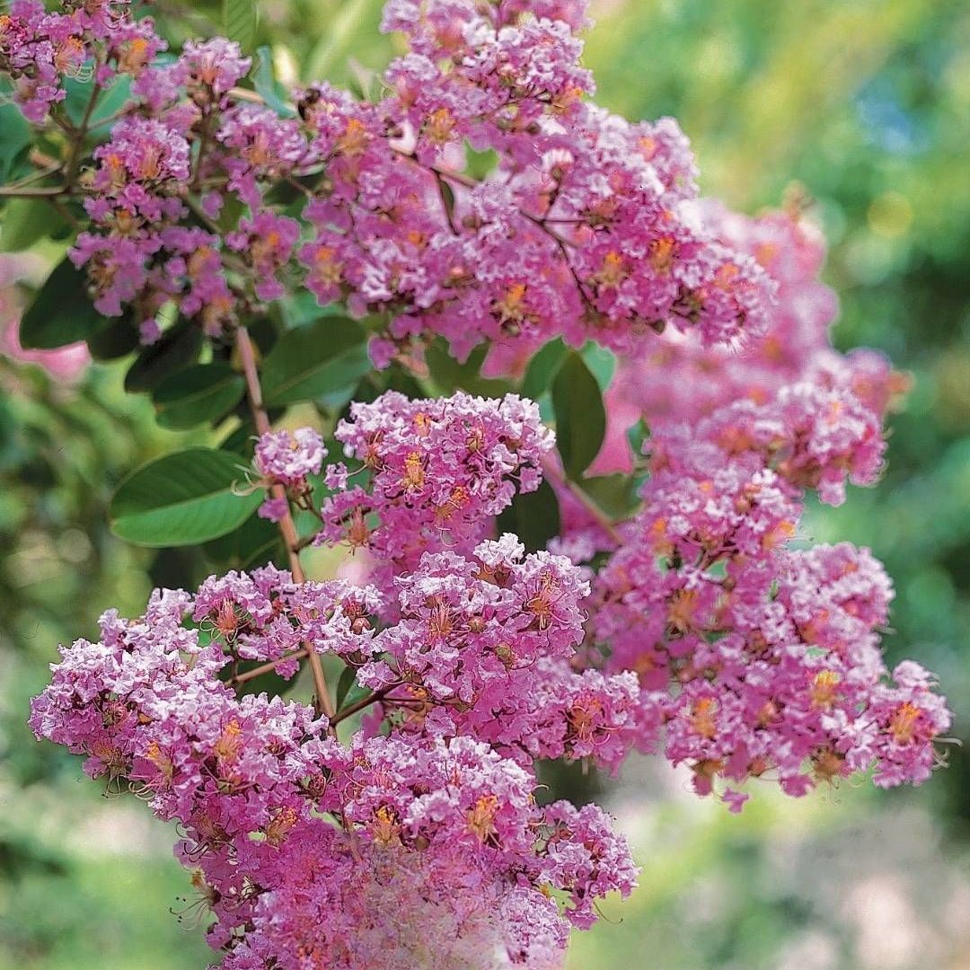 Lagerstroemia Biloxi 300 – Lumpys Nursery & Landscape Yard