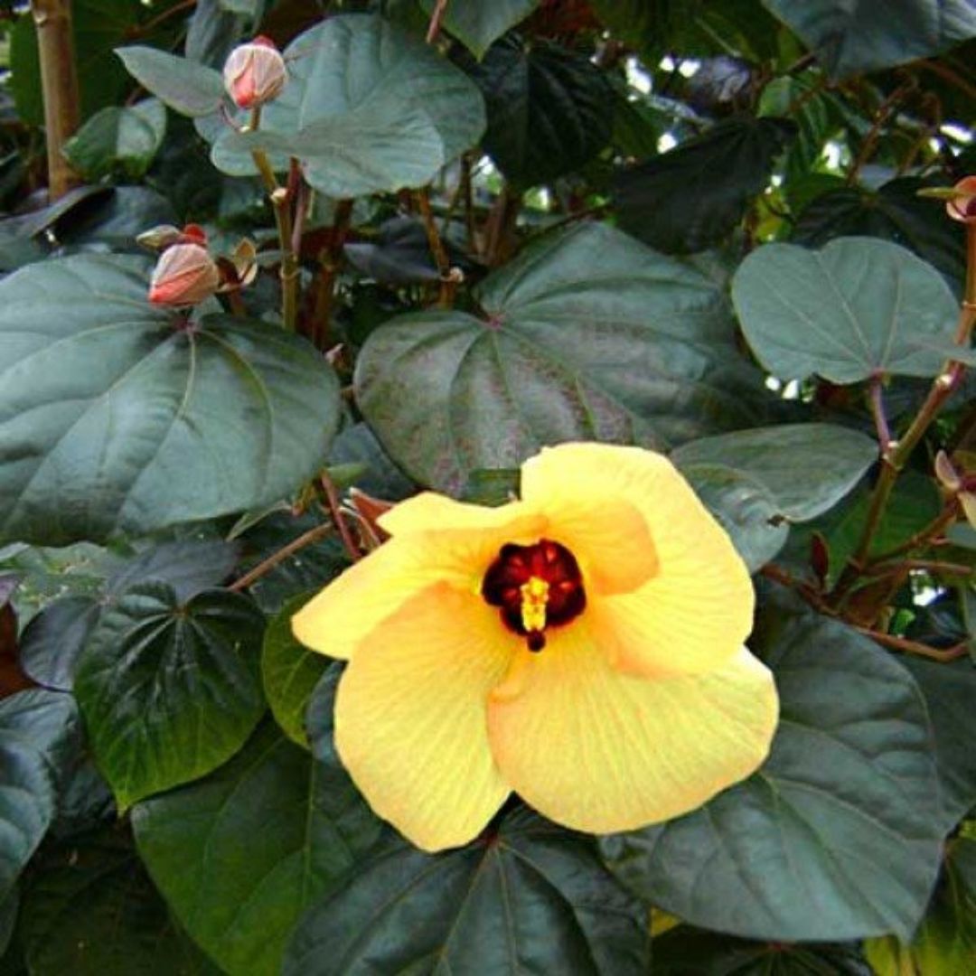 Hibiscus Rubra 300mm – Lumpys Nursery & Landscape Yard