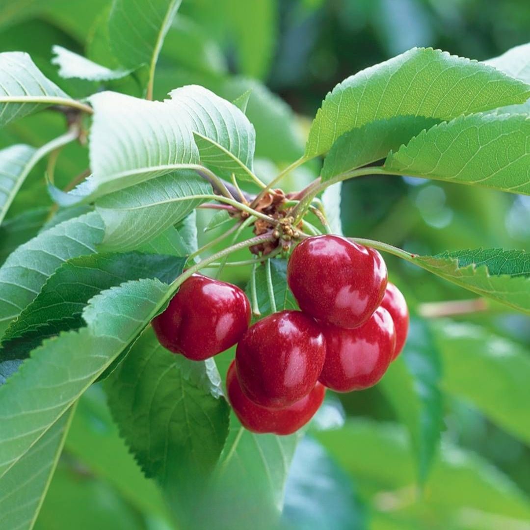 Cherry Starkrimson 300mm – Lumpys Nursery & Landscape Yard