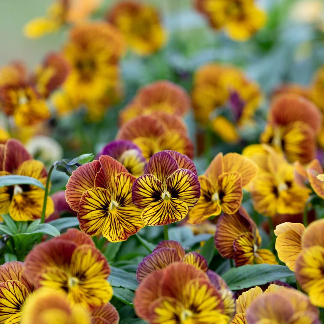 Viola Tiger Eye Punnet – Lumpys Nursery & Landscape Yard
