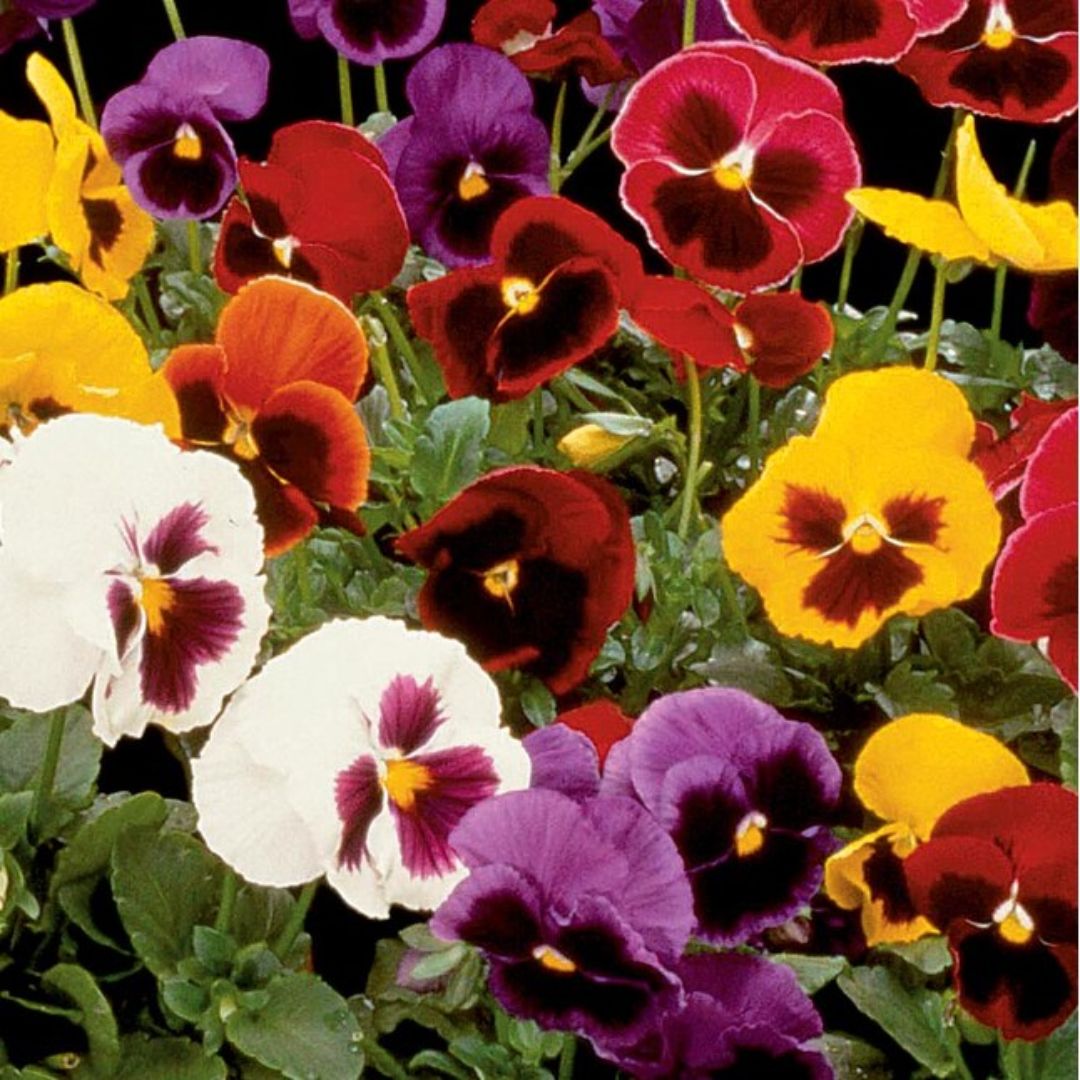 Pansy Majestic Giant Punnet – Lumpys Nursery & Landscape Yard
