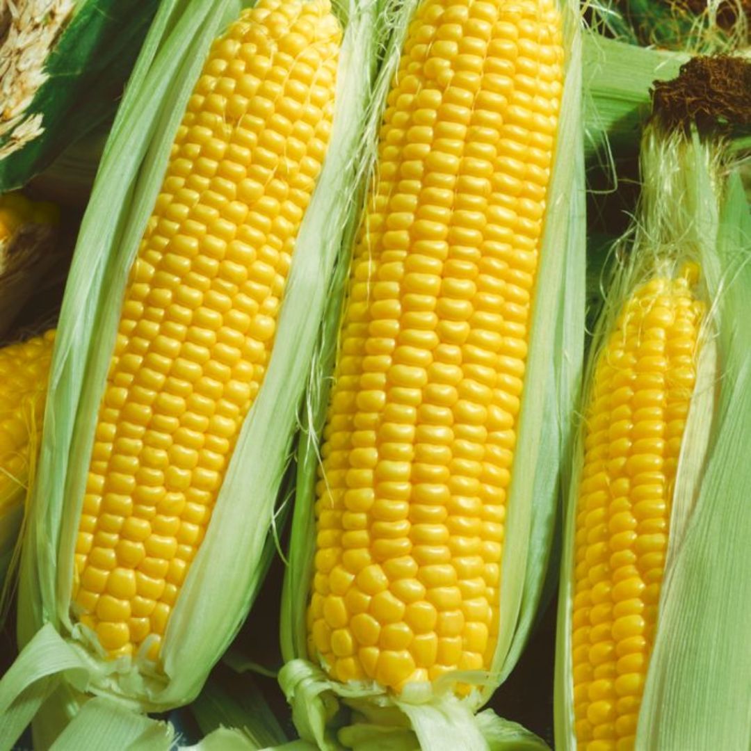 Corn Sweet Gold Punnet – Lumpys Nursery & Landscape Yard