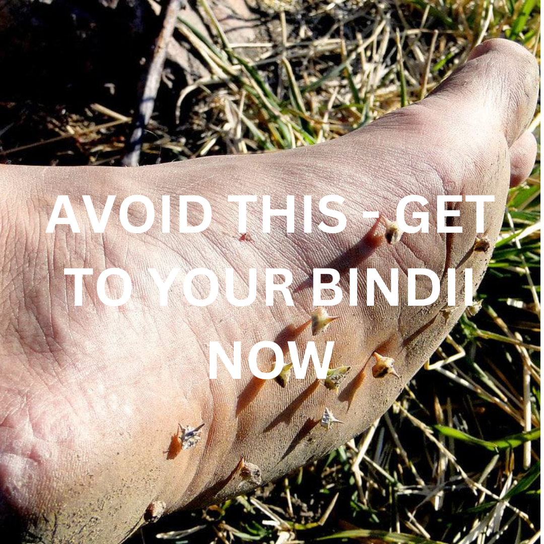 TIME TO ATTACK BINDII NOW - BEFORE IT'S TOO LATE – Lumpys Nursery & Landscape Yard