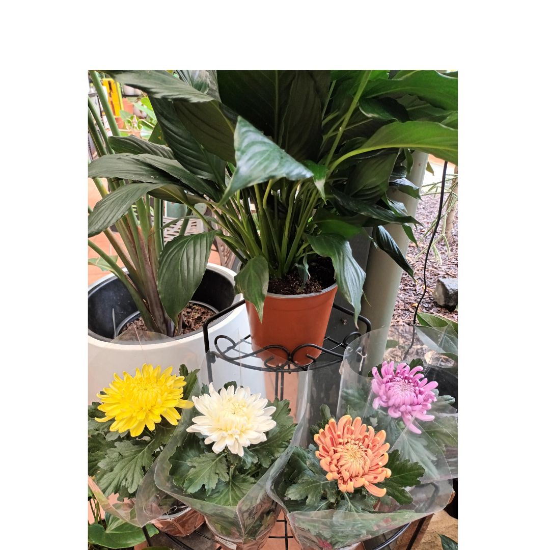Potted Chrysanthemum Disbuds – Colour, Charm & Longevity🌼🪴 – Lumpys ...