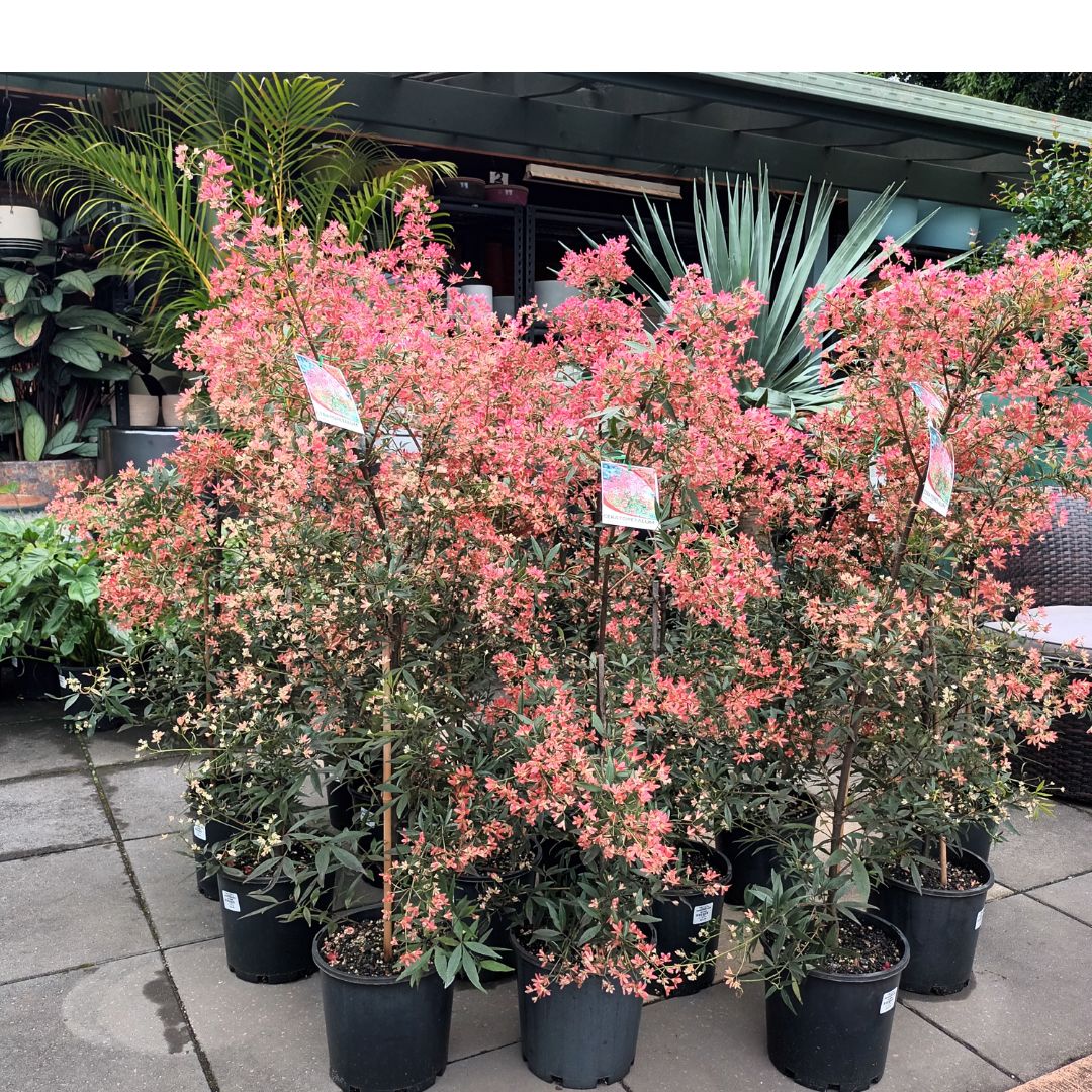 Ceratopetalum Albery's Red – NSW Christmas Bush – Lumpys Nursery ...