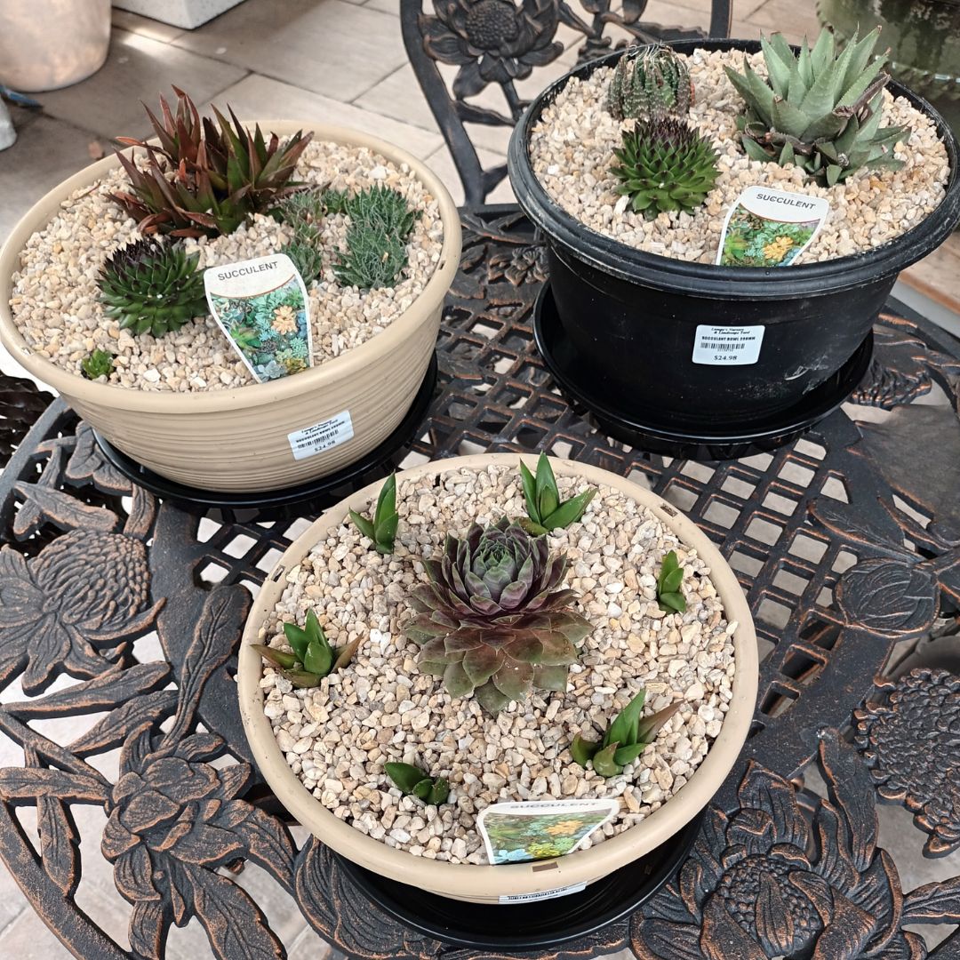 Everything You Need to Know About Succulents – Lumpys Nursery ...