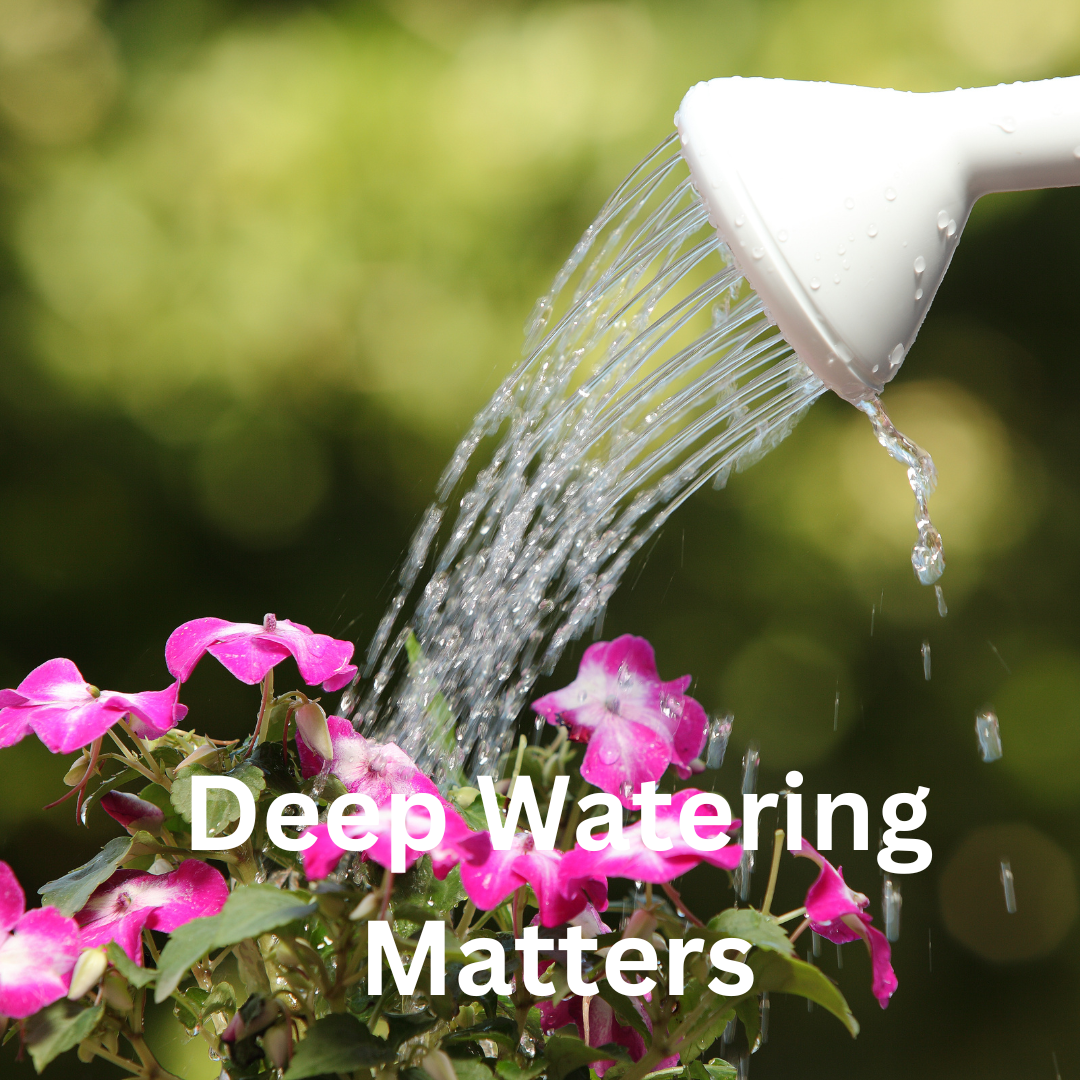 DEEP WATERING MATTERS – Lumpys Nursery & Landscape Yard