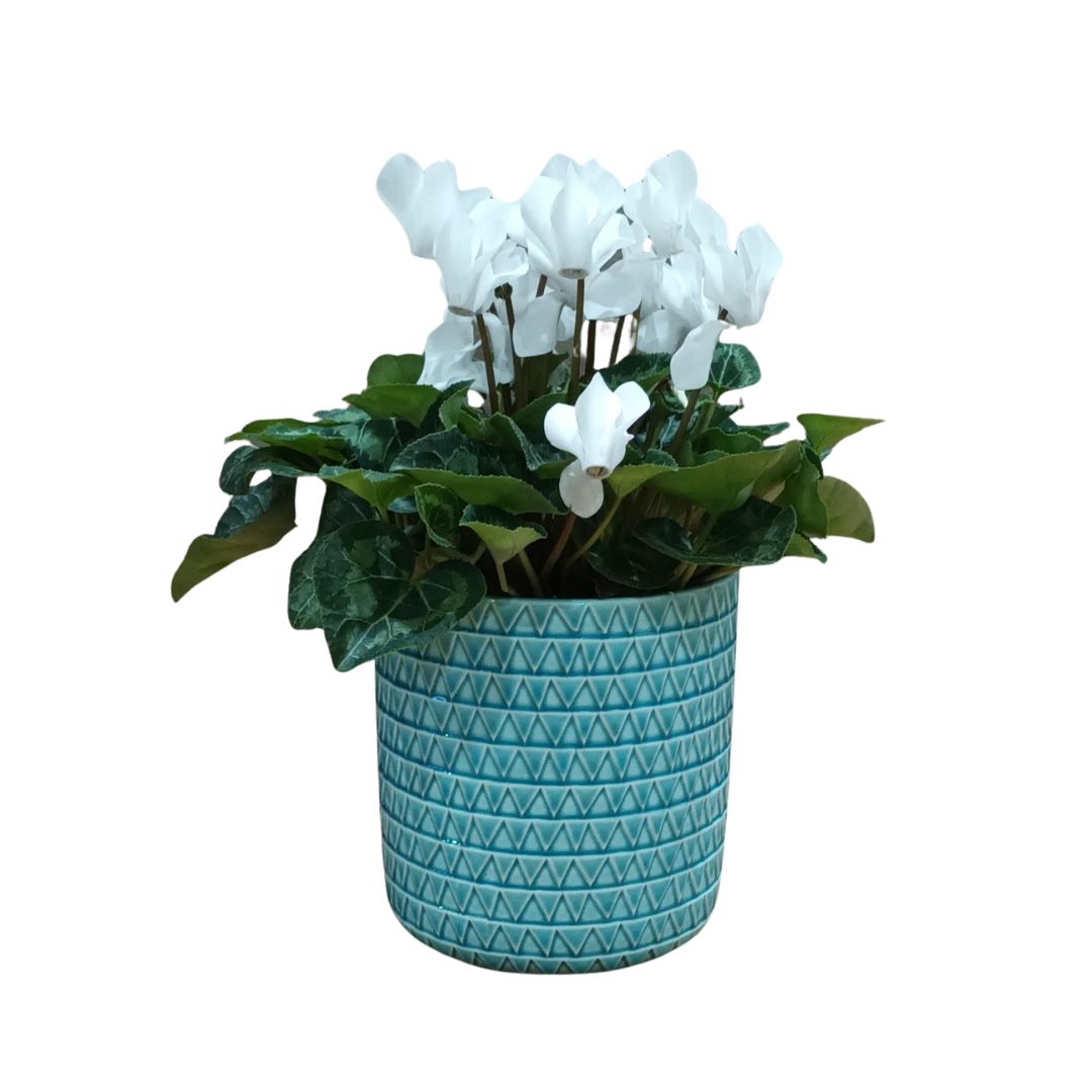 🌿 The Art of Indoor Plant Styling: Matching Pots with the Perfect Plan ...