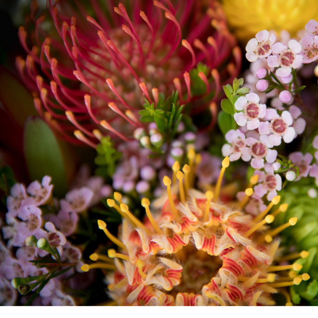 The Secret Language of Flowers: Native Blooms – Lumpys Nursery ...