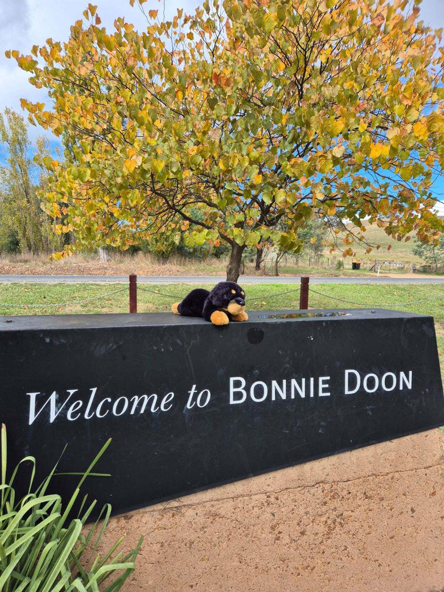 Little Freddies adventures continue - this story goes "Straight to the ...