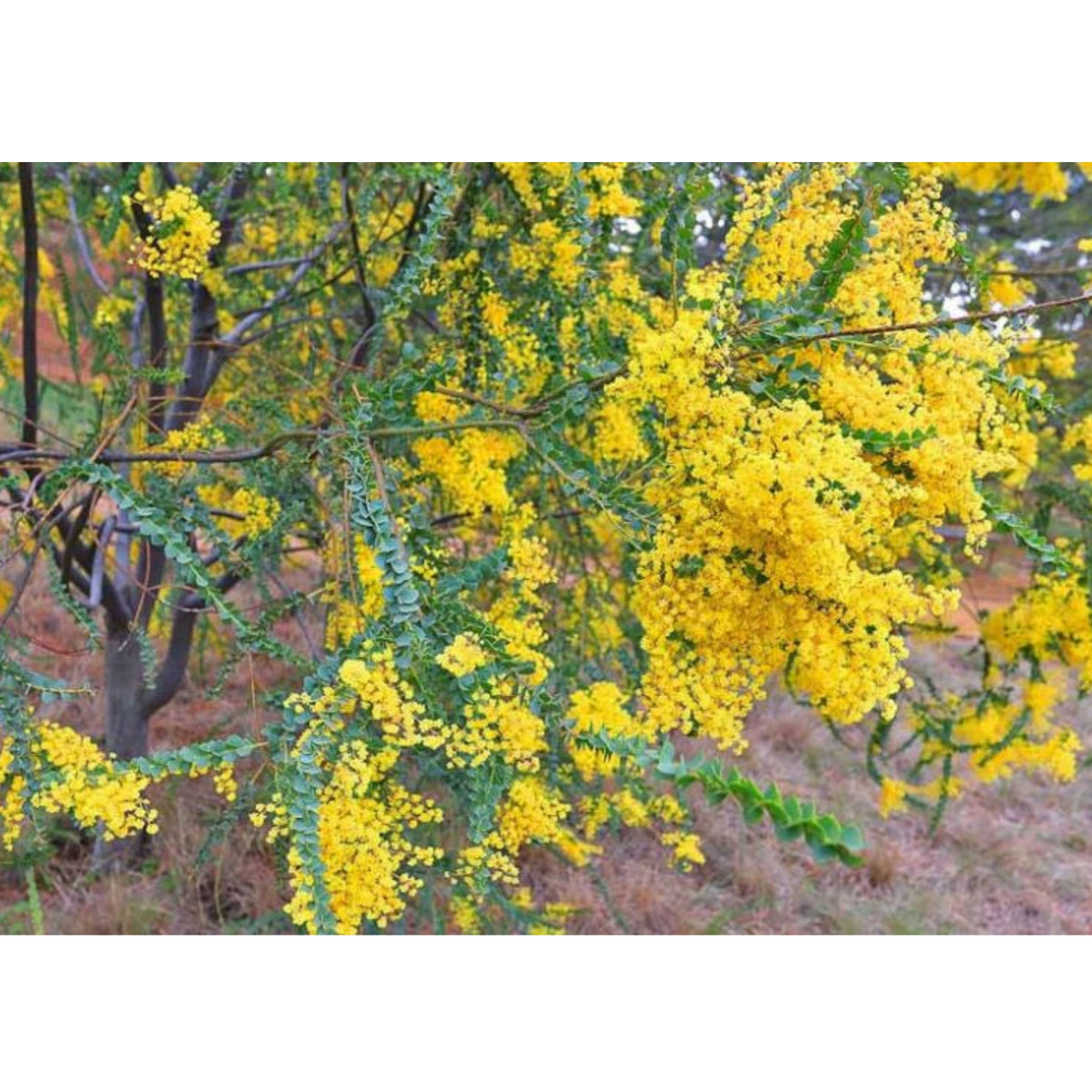 Spring's Sneaking Up on Lumpy's with Nature's Clues!☀️ – Lumpys Nursery ...