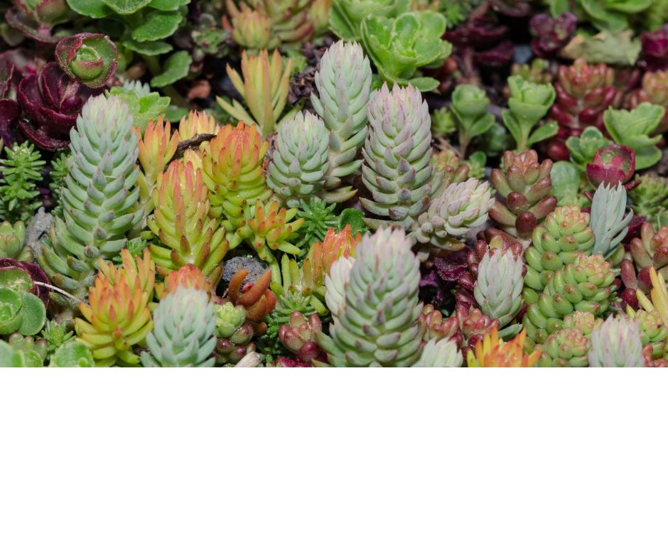 CACTI & SUCCULENTS – Lumpys Nursery & Landscape Yard