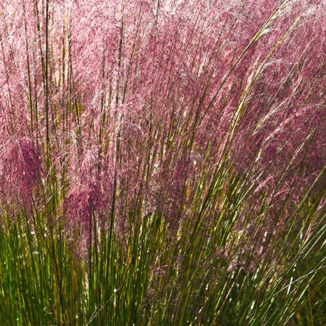 GRASSES – Lumpys Nursery & Landscape Yard