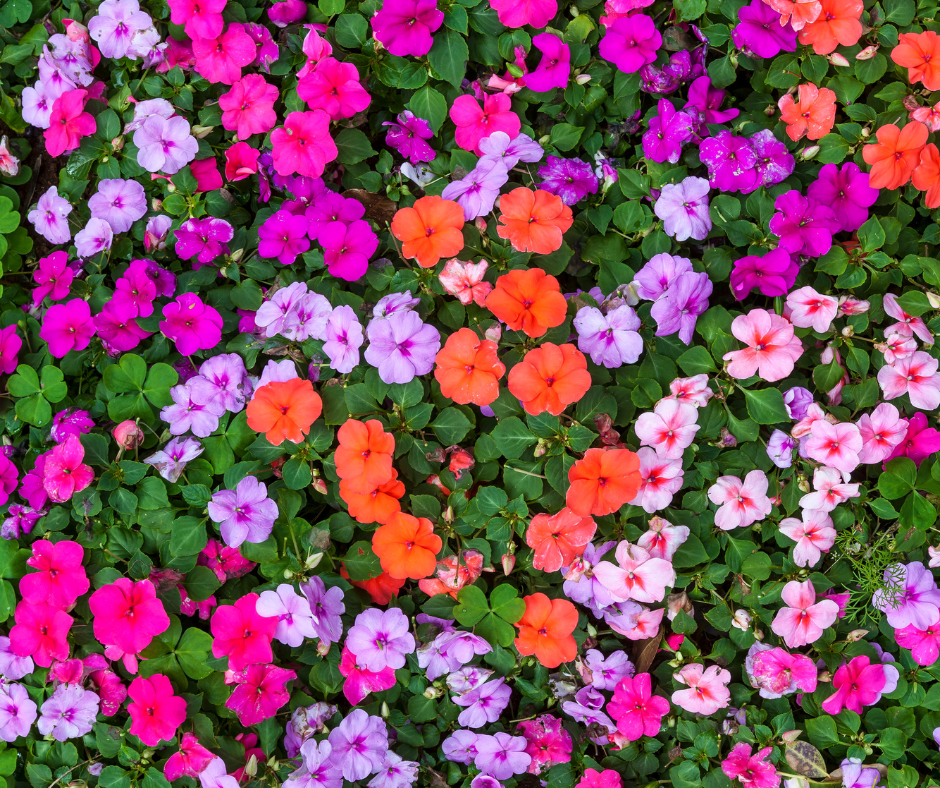 COLOURED – Lumpys Nursery & Landscape Yard