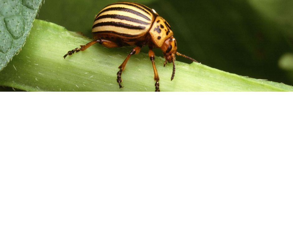 PEST CONTROL – Lumpys Nursery & Landscape Yard