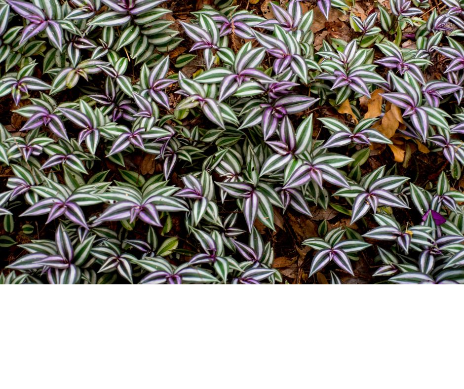 GROUND COVERS – Lumpys Nursery & Landscape Yard
