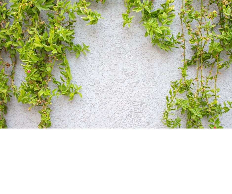 CLIMBERS – Lumpys Nursery & Landscape Yard