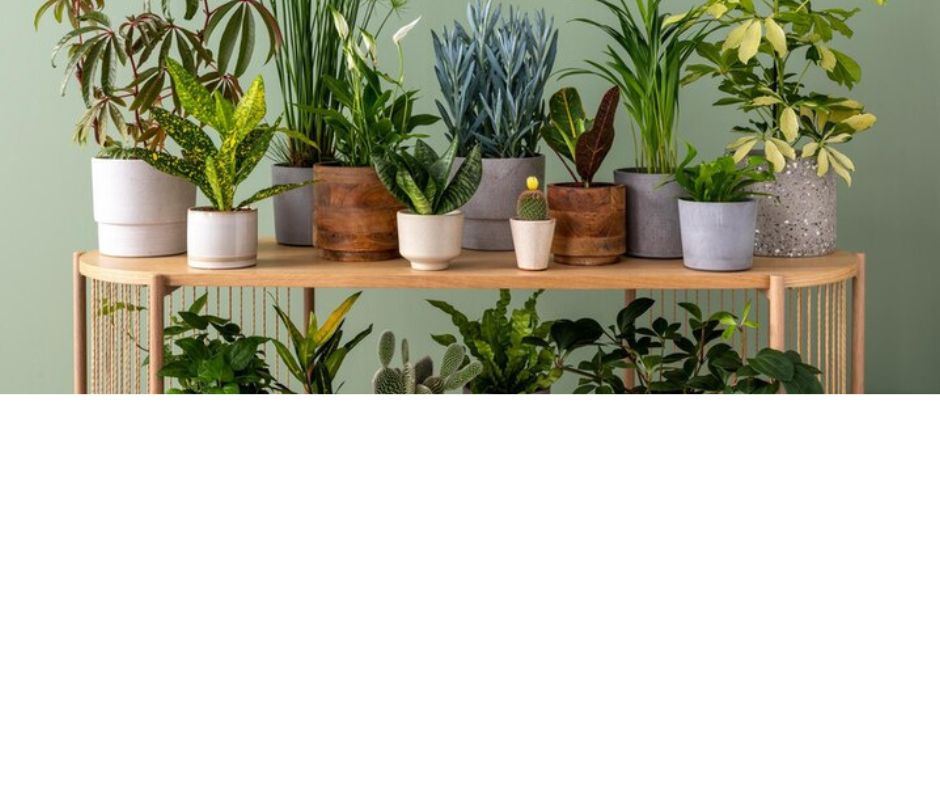 INDOOR/SHADE – Lumpys Nursery & Landscape Yard