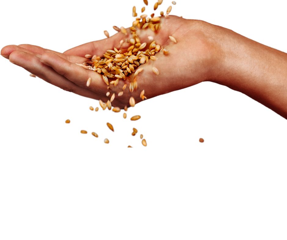 SEEDS – Lumpys Nursery & Landscape Yard