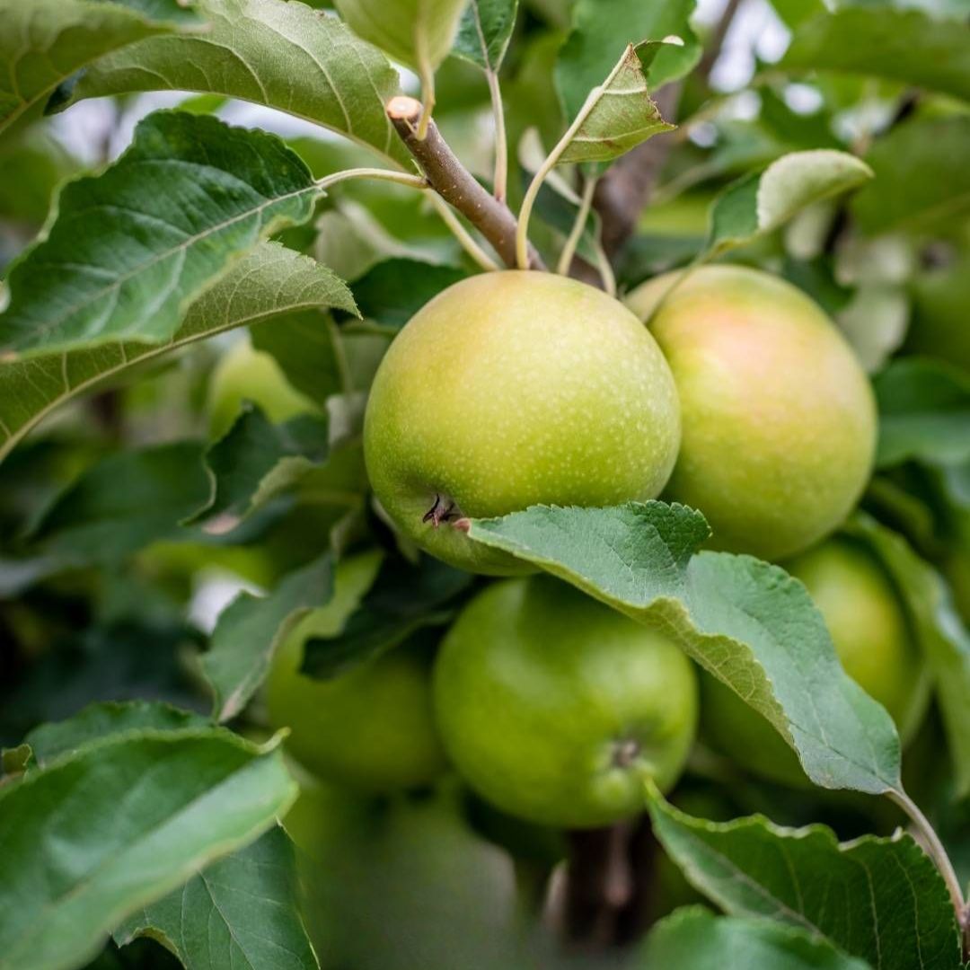 Apple Granny Smith 300 – Lumpys Nursery & Landscape Yard