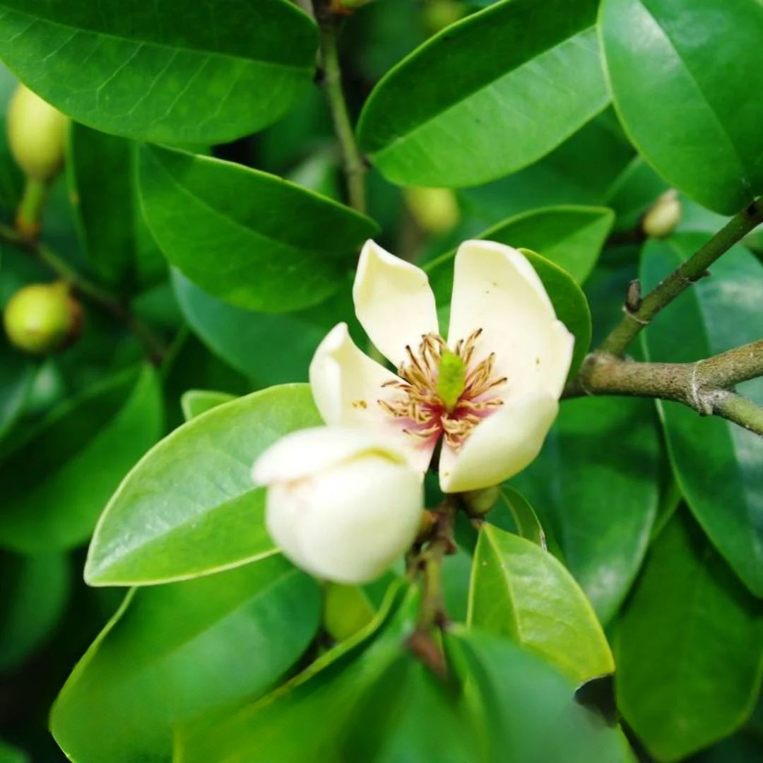 Michelia Coco 175 – Lumpys Nursery & Landscape Yard