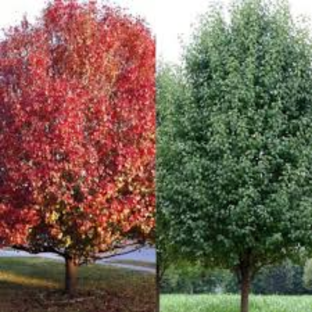 Pyrus Manchurian Pear 300 – Lumpys Nursery & Landscape Yard