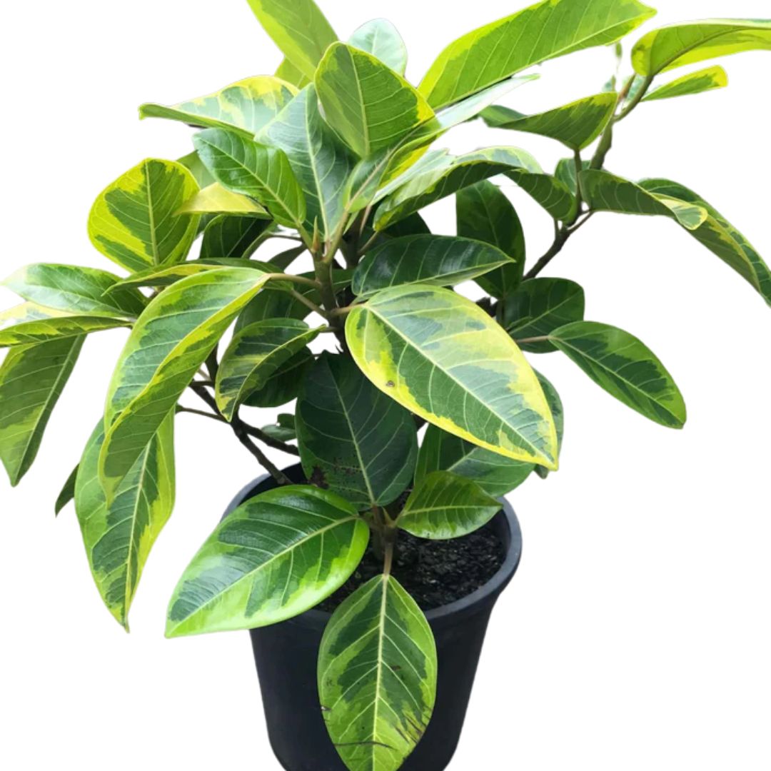 Ficus Lime Splice 250mm – Lumpys Nursery & Landscape Yard