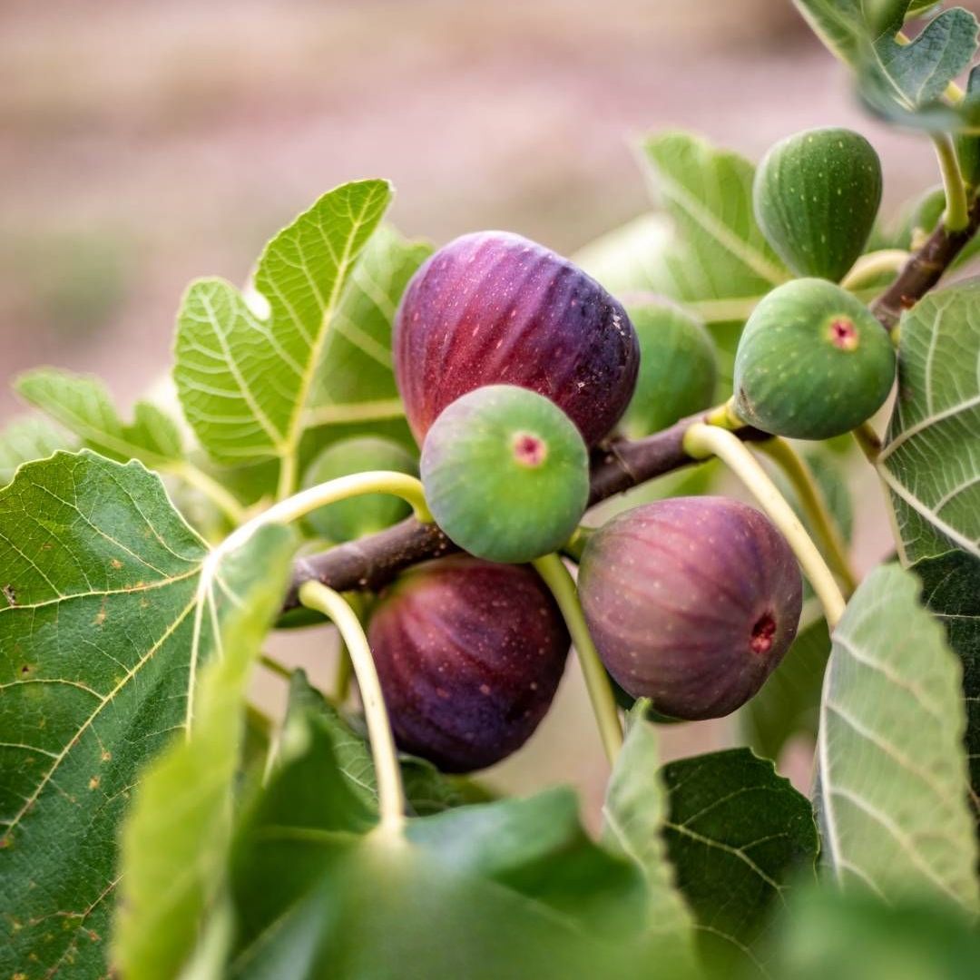 Fig Black Genoa 300 – Lumpys Nursery & Landscape Yard