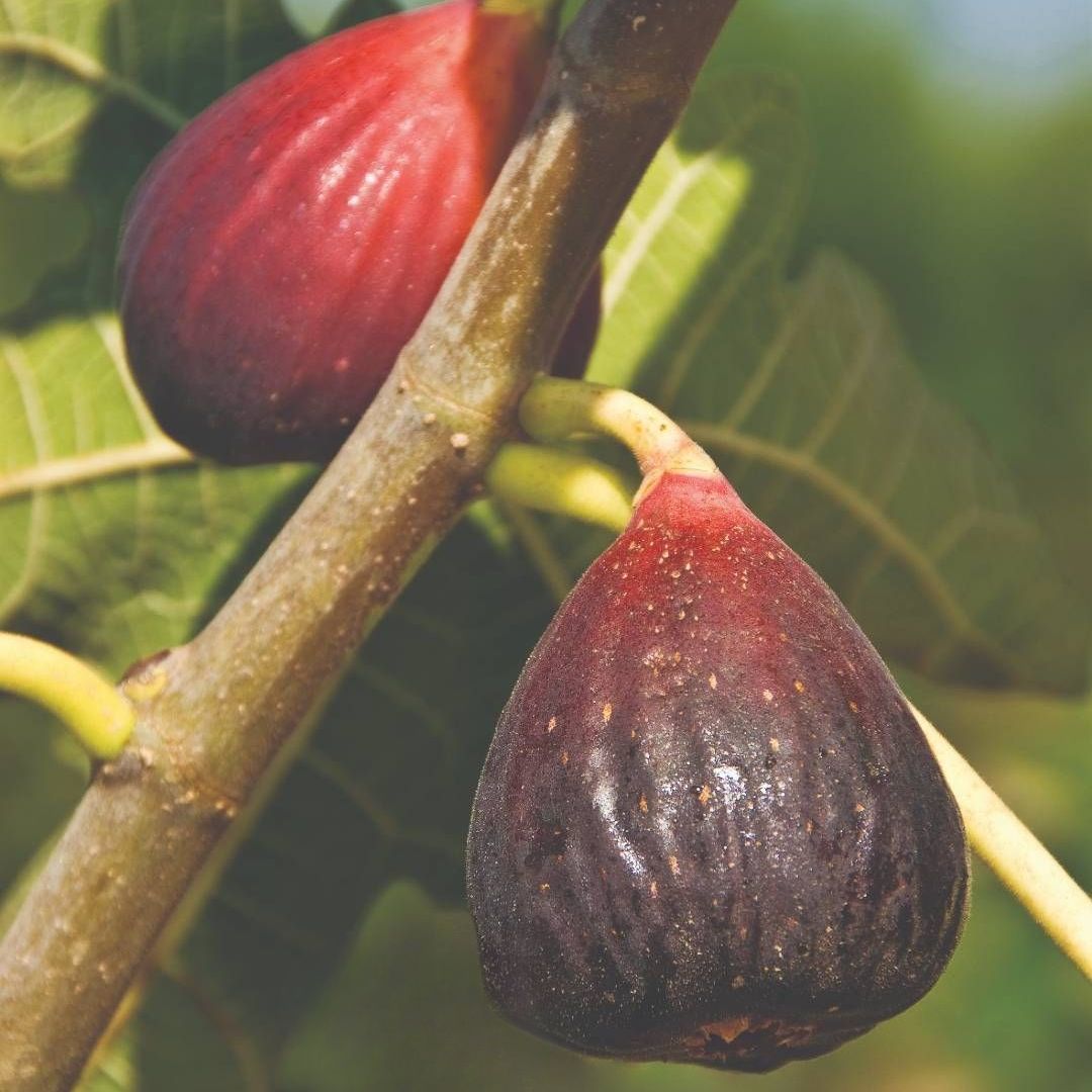 Fig Brown Turkey 300 – Lumpys Nursery & Landscape Yard