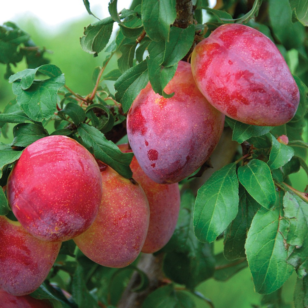 Plum Luisa 300 – Lumpys Nursery & Landscape Yard