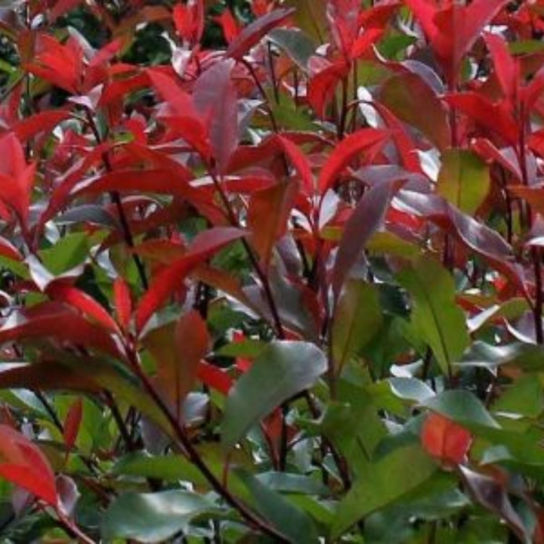 Photinia Red Robin 200 – Lumpys Nursery & Landscape Yard