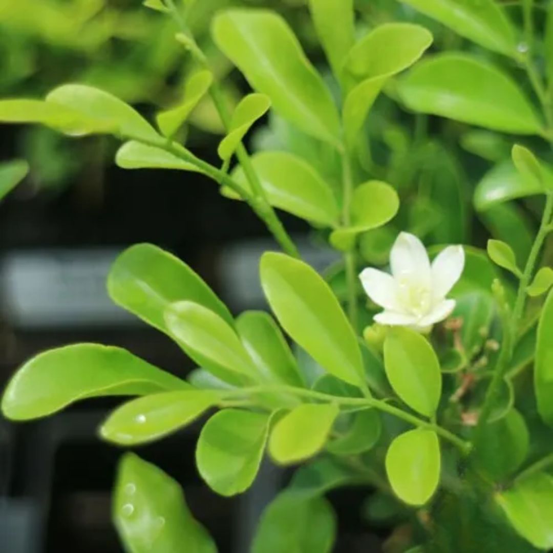 Murraya Hip High 140 – Lumpys Nursery & Landscape Yard