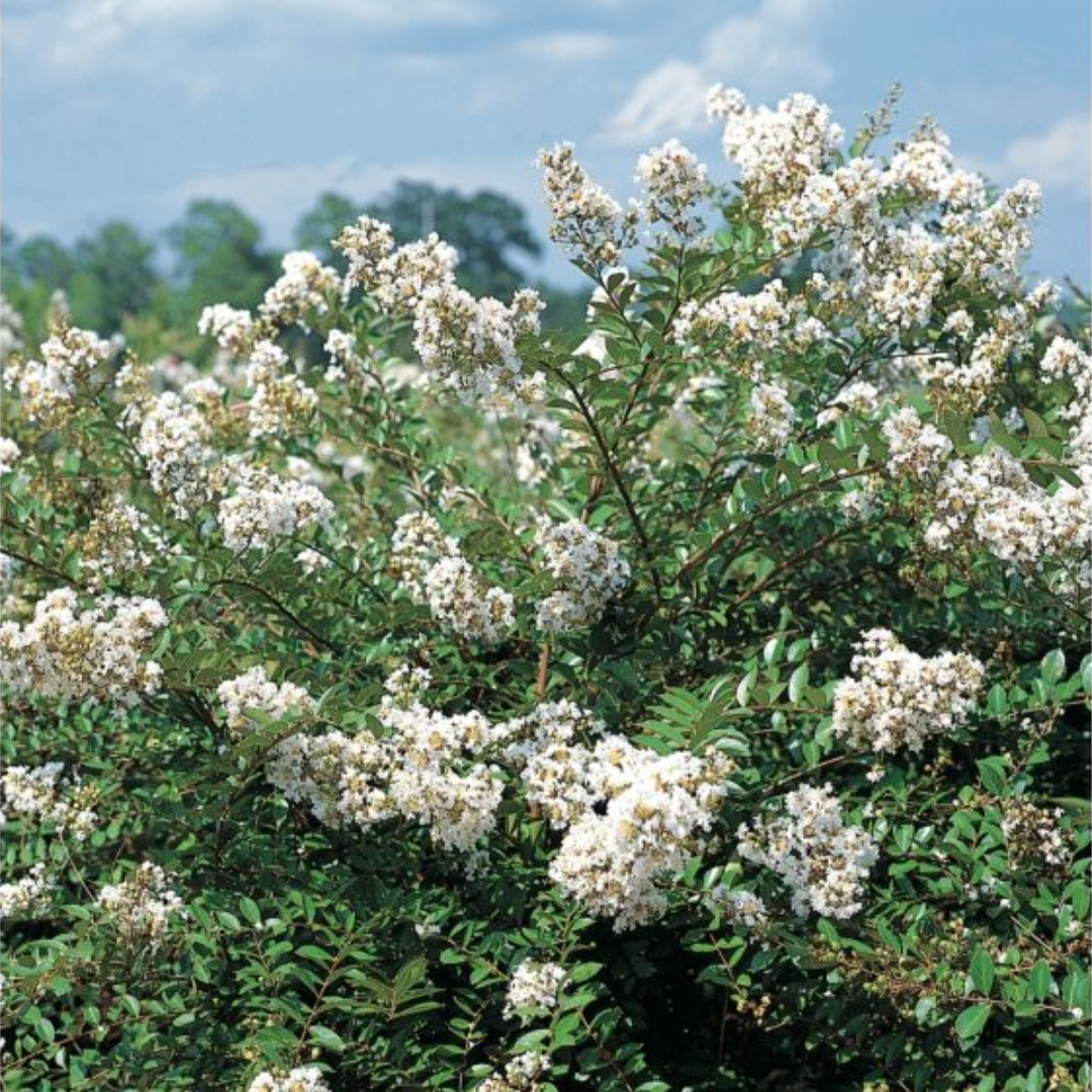 Lagerstroemia Acoma Advanced 300 – Lumpys Nursery & Landscape Yard