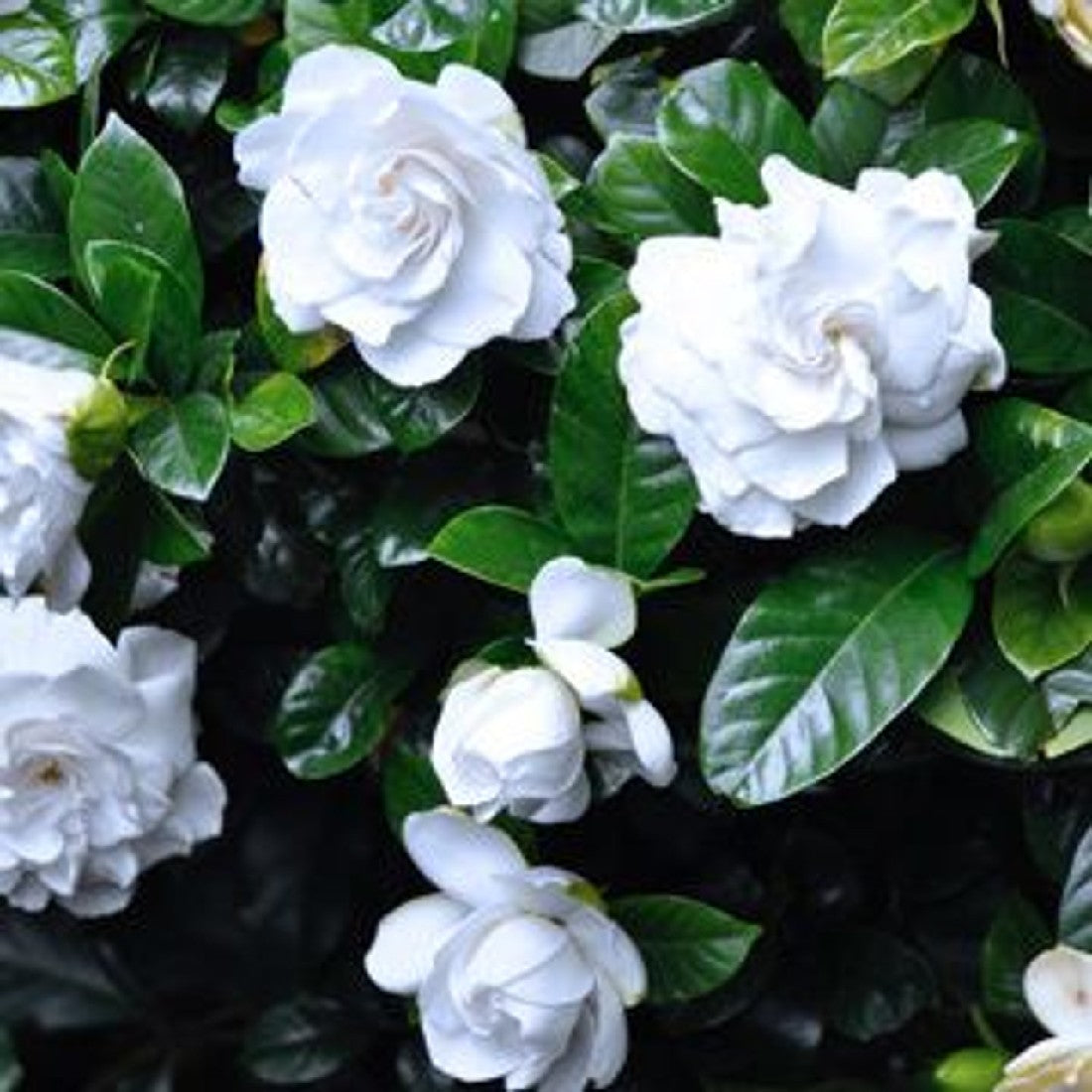 Gardenia Florida 200mm – Lumpys Nursery & Landscape Yard
