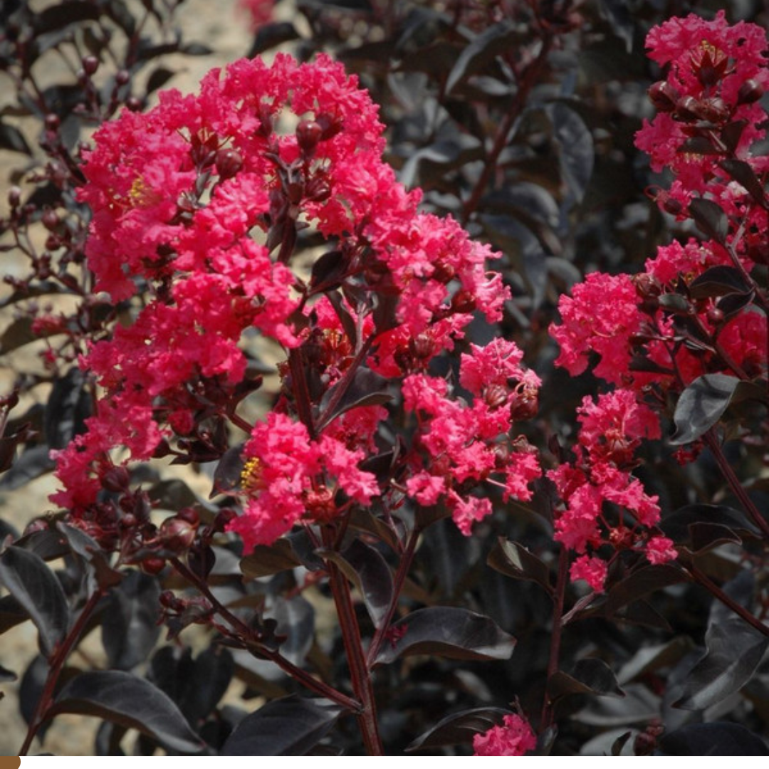 Lagerstroemia Midnight Magic 300 – Lumpys Nursery & Landscape Yard