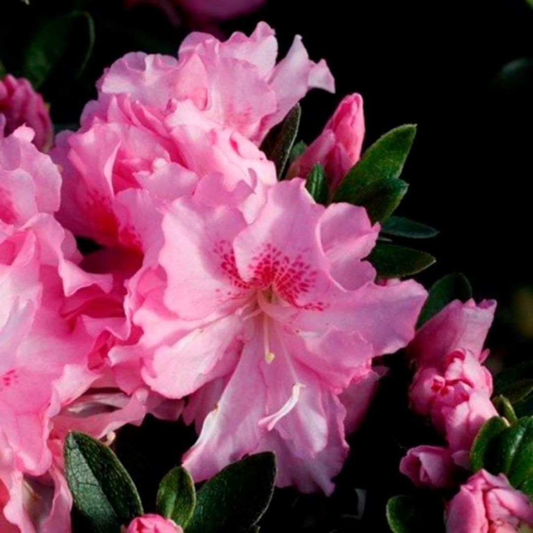 Azalea 125mm – Lumpys Nursery & Landscape Yard