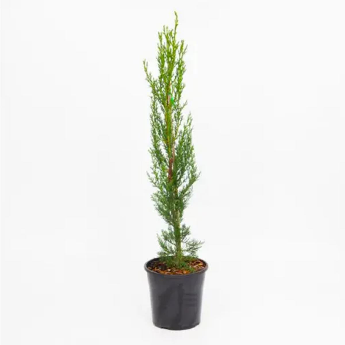 Cupressus Nitschkes Needle 200mm – Lumpys Nursery & Landscape Yard