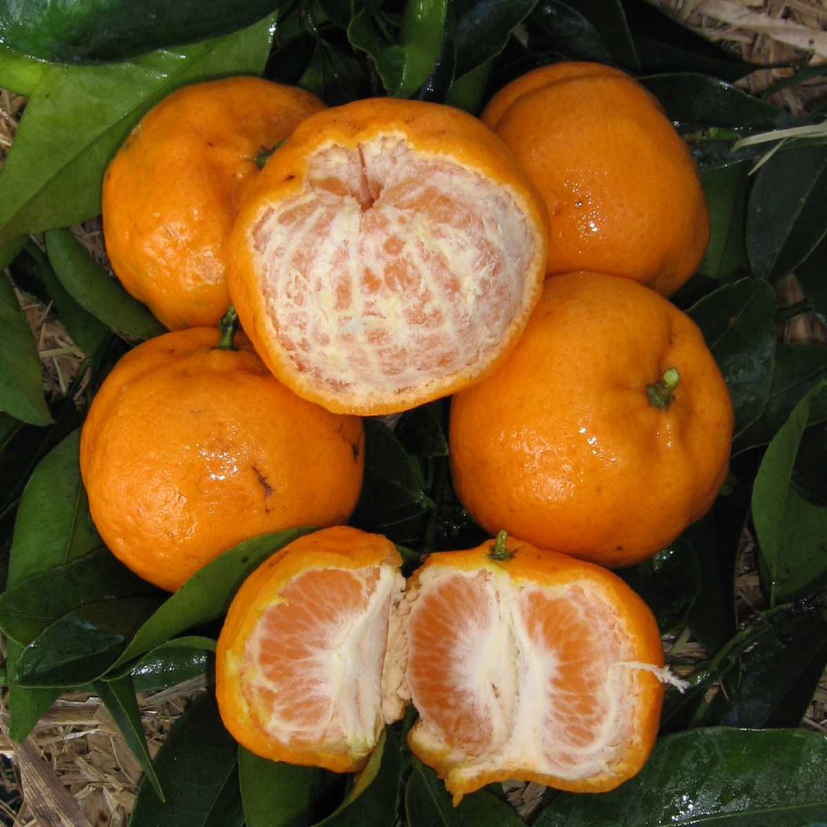 Citrus Mandarin Emperor 5l – Lumpys Nursery & Landscape Yard