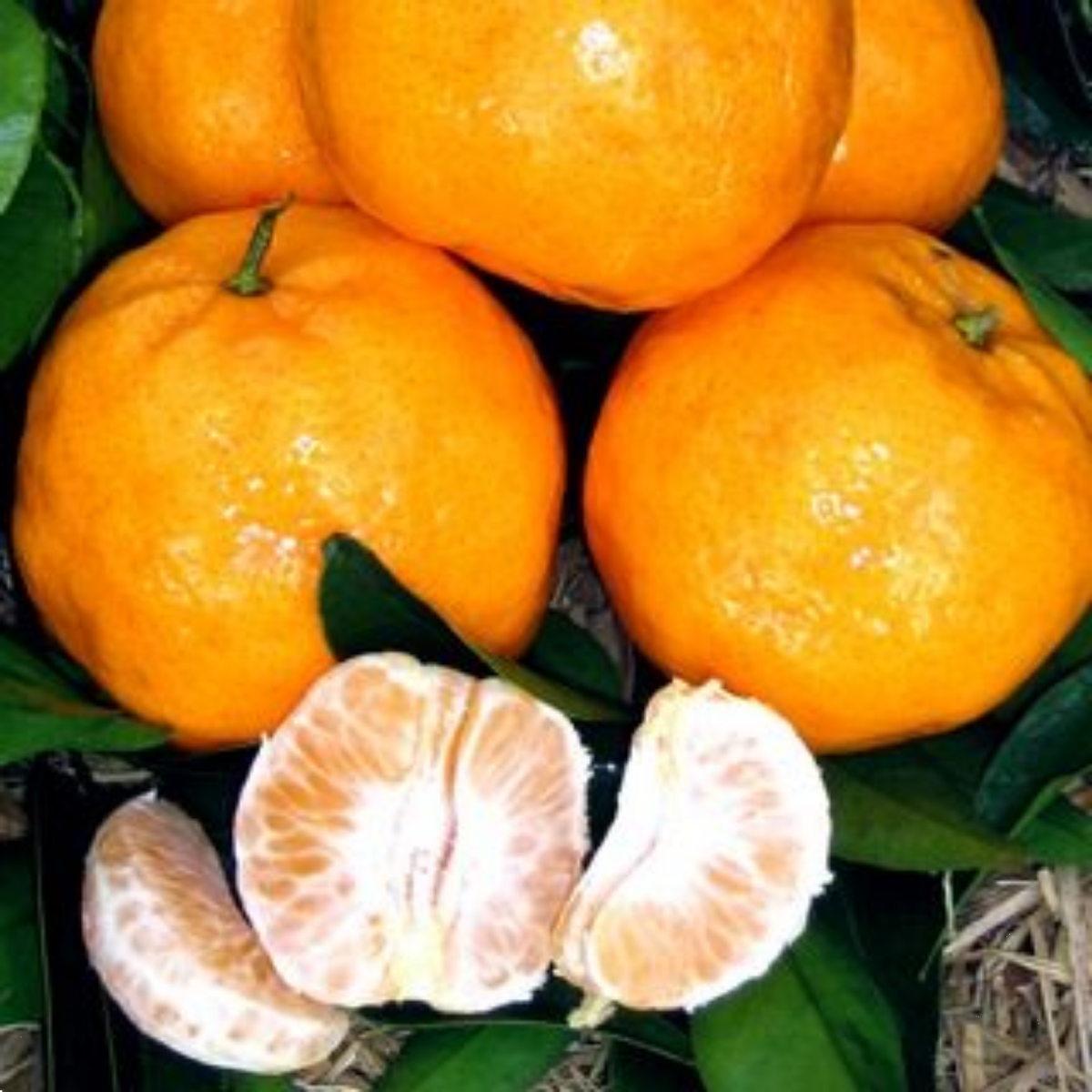 Citrus Dwarf Mandarin Imperial 5l – Lumpys Nursery & Landscape Yard