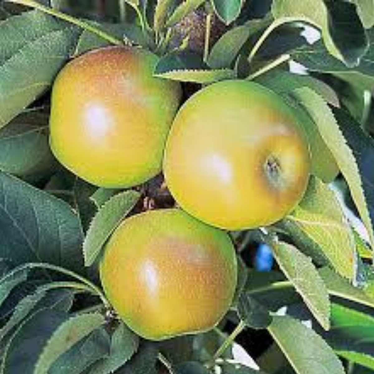 Apple Polka Ballerina 300mm – Lumpys Nursery & Landscape Yard