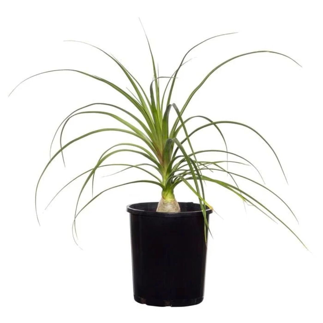 Beaucarnea Ponytail Palm 130mm – Lumpys Nursery & Landscape Yard