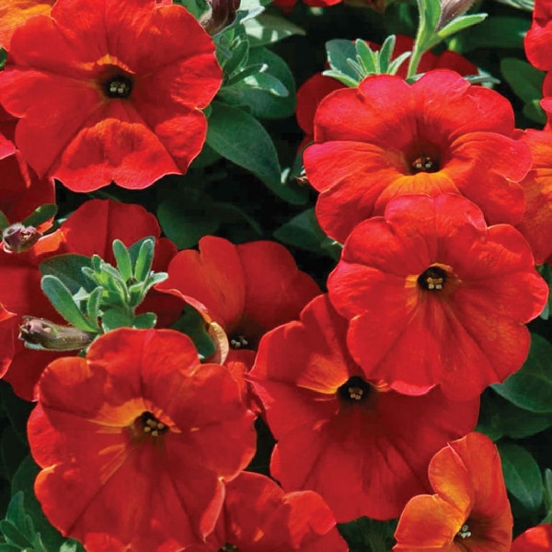 Calibrachoa Supercal Red Maple 140mm – Lumpys Nursery & Landscape Yard
