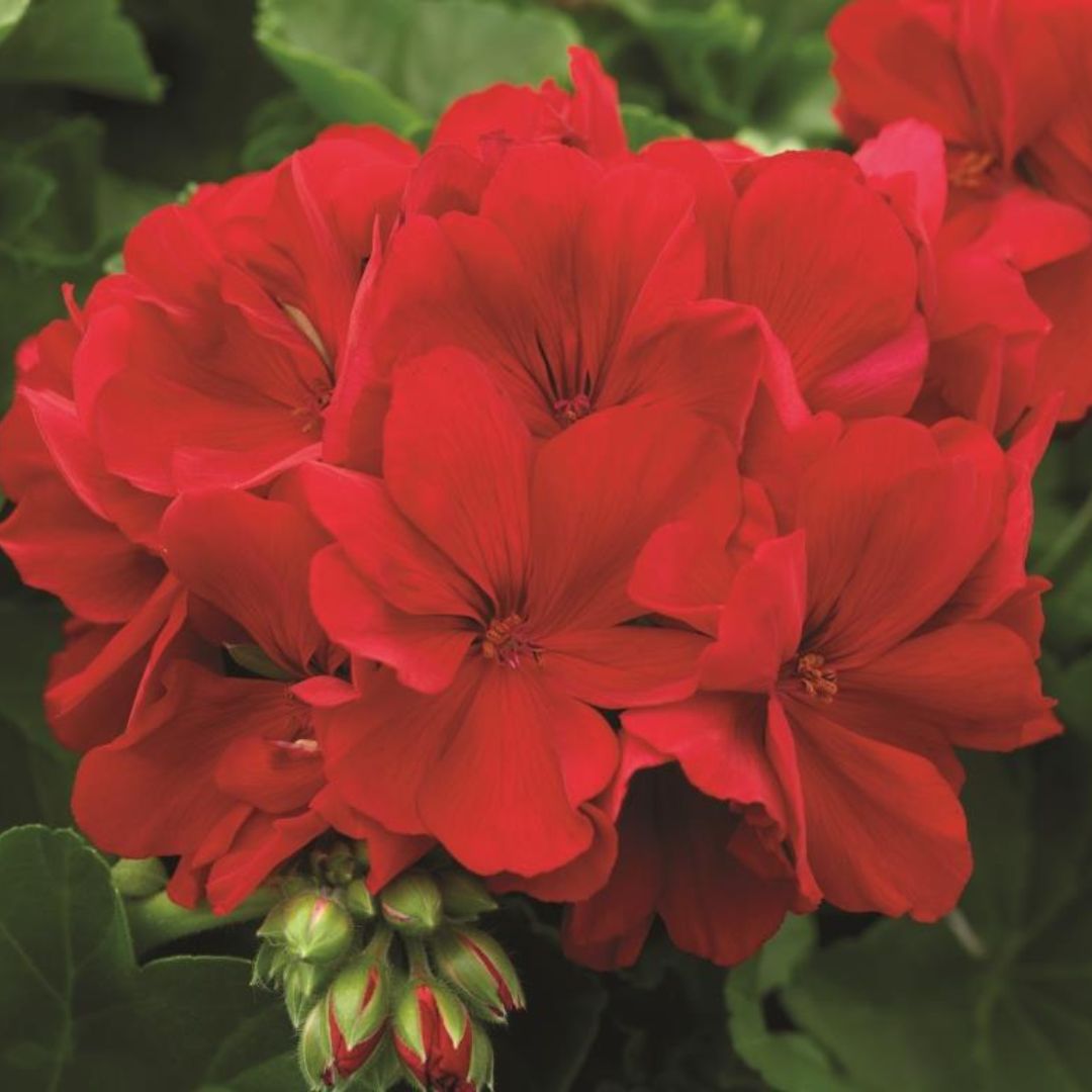 Geranium Big Red 140mm – Lumpys Nursery & Landscape Yard