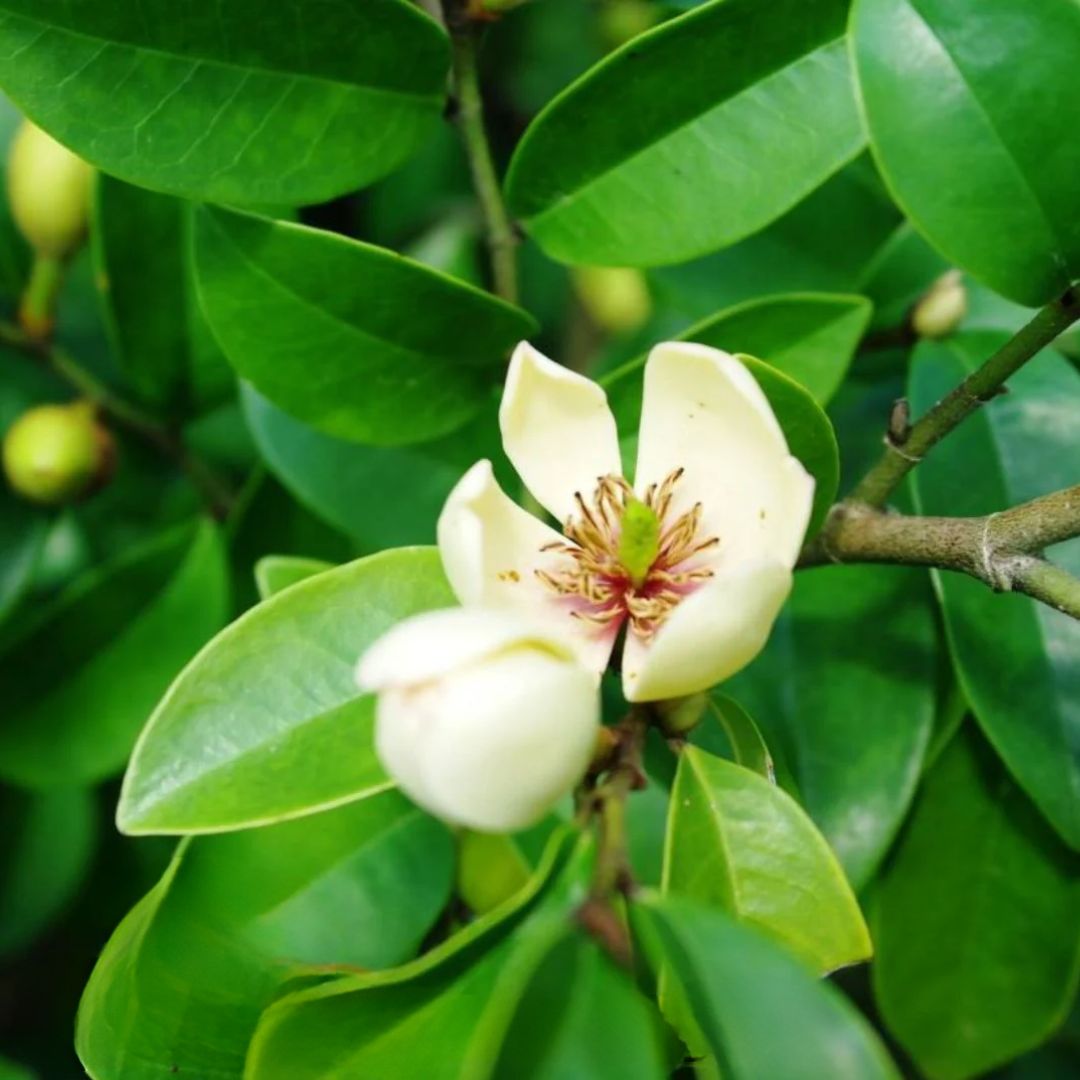 Michelia Coco 200mm. – Lumpys Nursery & Landscape Yard