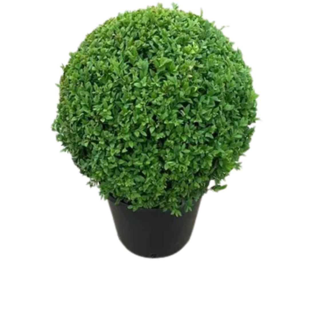 Buxus Sempervirens Ball 330mm – Lumpys Nursery & Landscape Yard