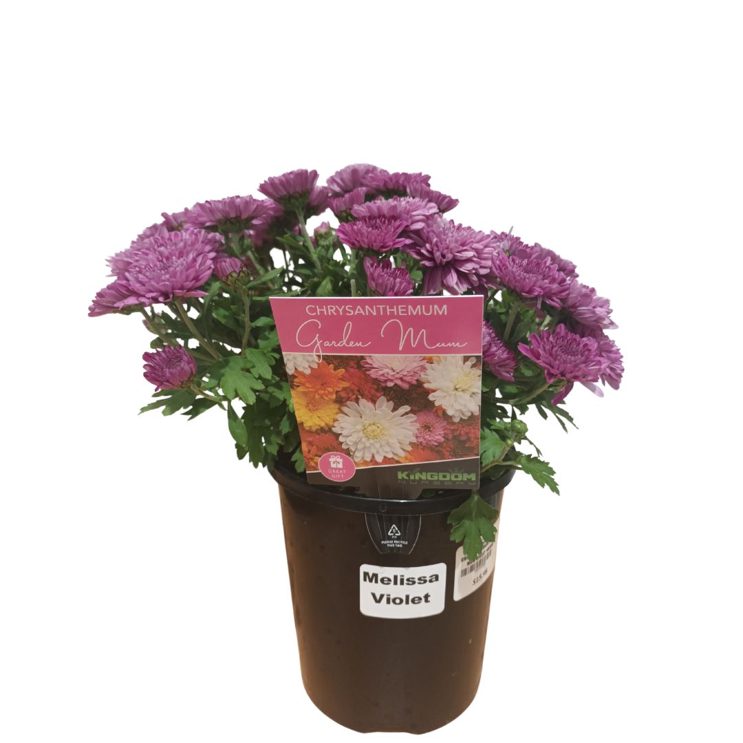Chrysanthemum Garden Mum Violet 140mm – Lumpys Nursery & Landscape Yard
