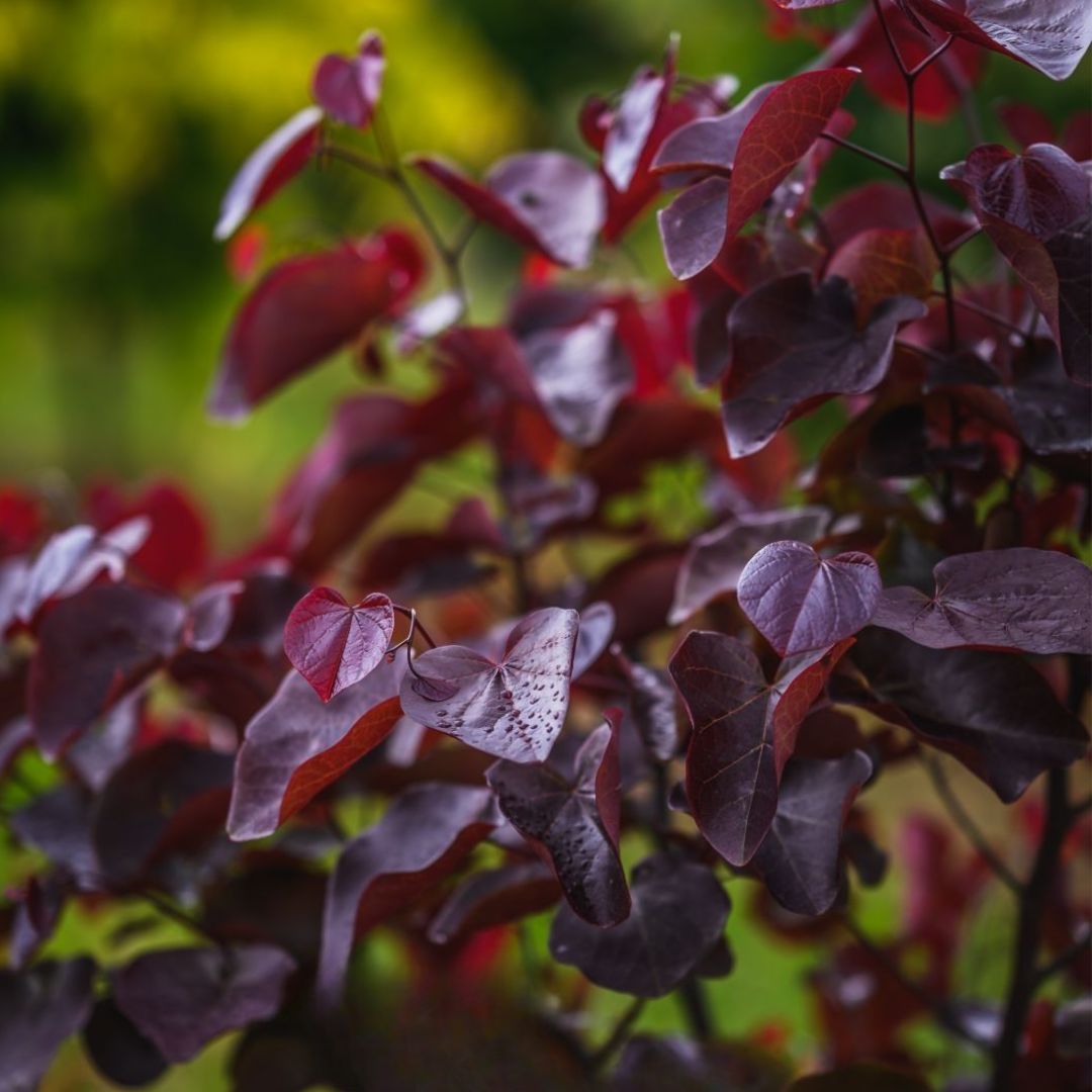 Cercis Canadensis Merlot 300mm – Lumpys Nursery & Landscape Yard