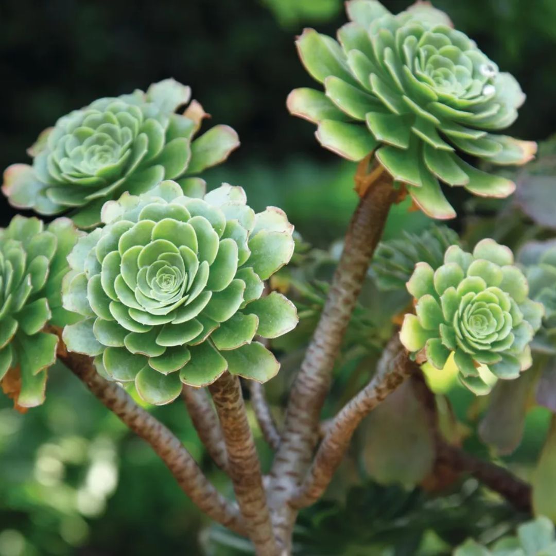 Aeonium Arborium Green 175mm – Lumpys Nursery & Landscape Yard