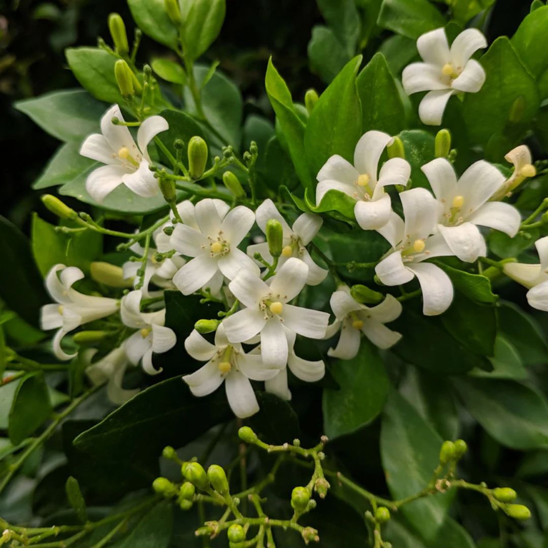 Murraya Paniculata 300mm 2 – Lumpys Nursery & Landscape Yard