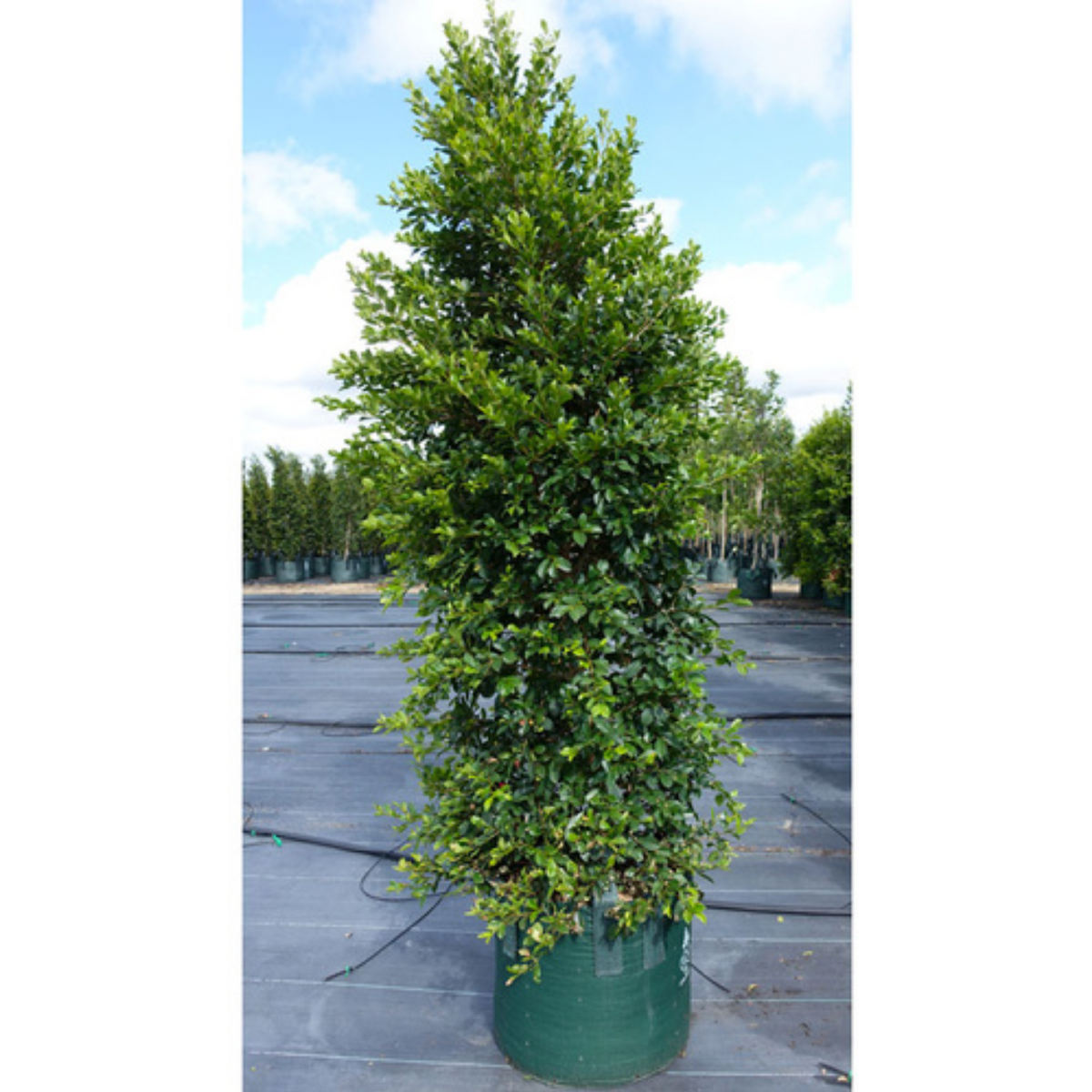 Syzygium Backyard Bliss 200mm – Lumpys Nursery & Landscape Yard